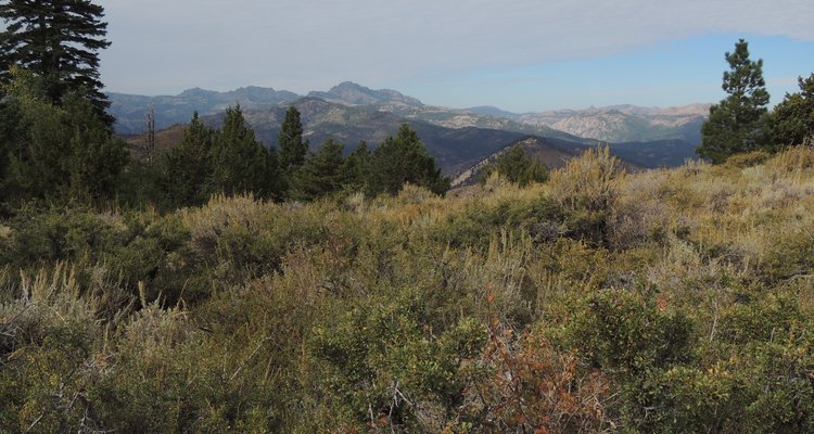 Washoe Tribe of NV & CA